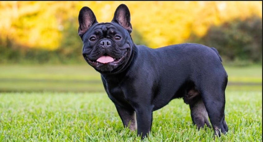 What You Need to Know Before Breeding & Understanding French Bulldog ...