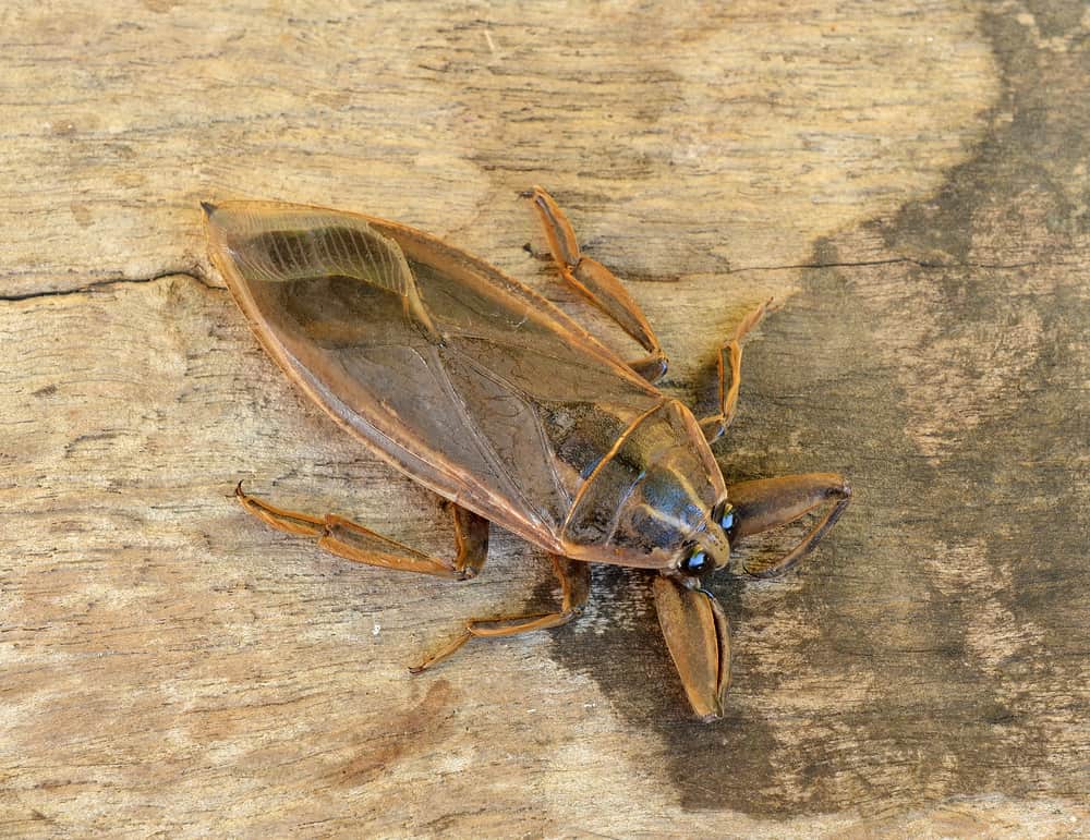 How to Get Rid of a Giant Water Bug in Your Home, According to Experts ...