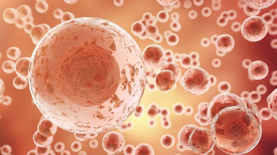 How Your Body Uses Different Cellular Processes To Stay Healthy ...