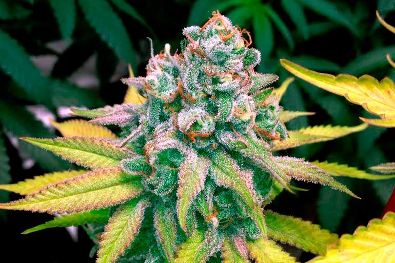 Exploring the Benefits of Premium Cannabis Flower - A Comprehensive ...