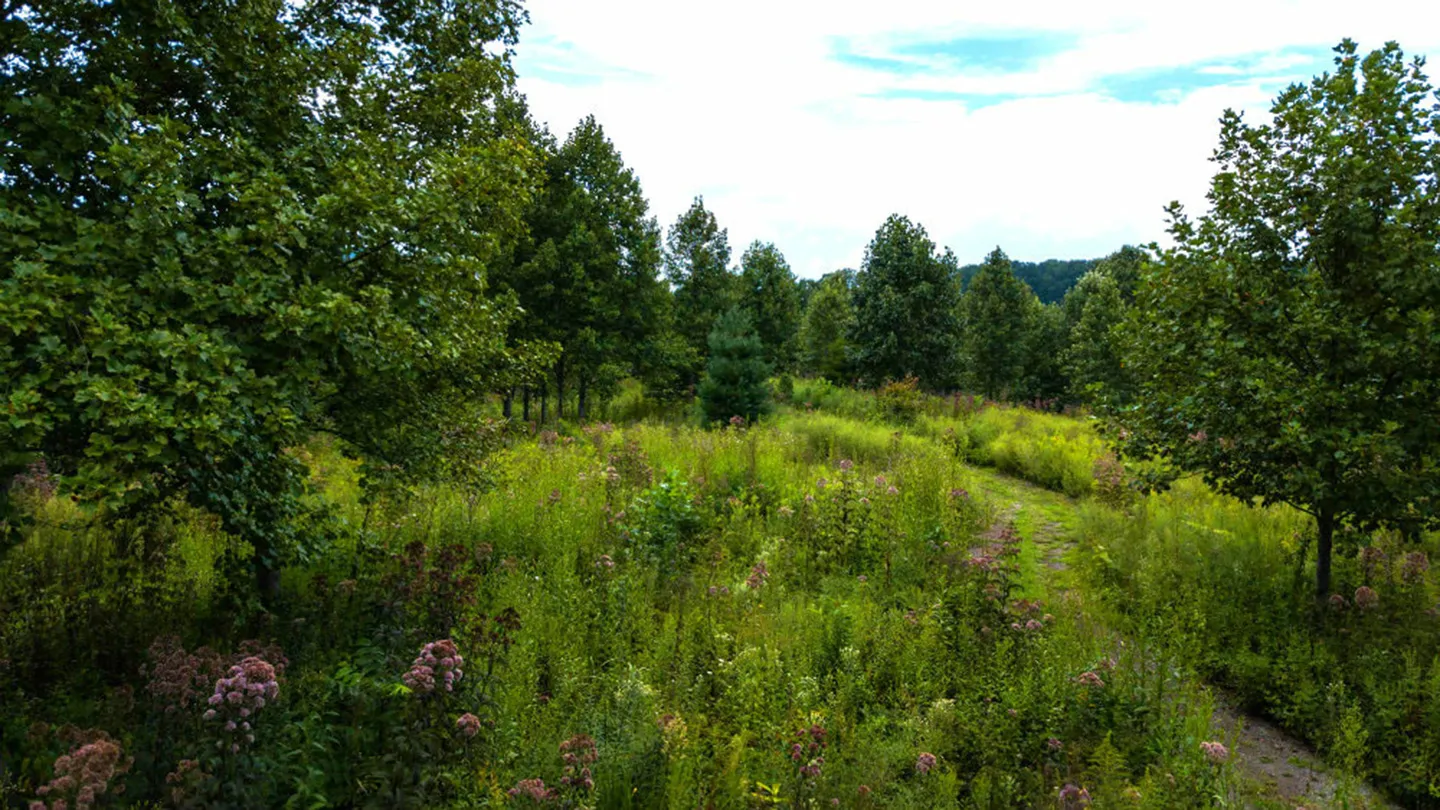 Compelling Reasons to Choose Environmentally Friendly Green Burial ...